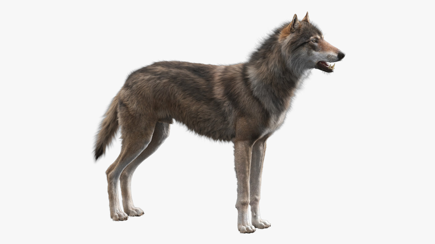 3D realistic wolf - TurboSquid 1444288