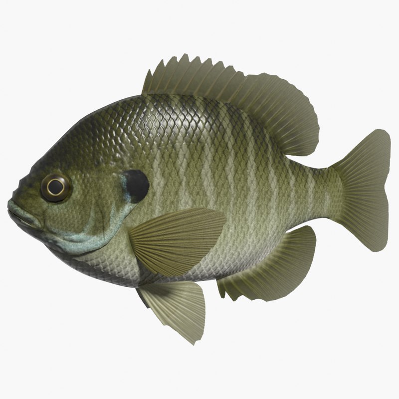 bluegill swimming 3d 3ds