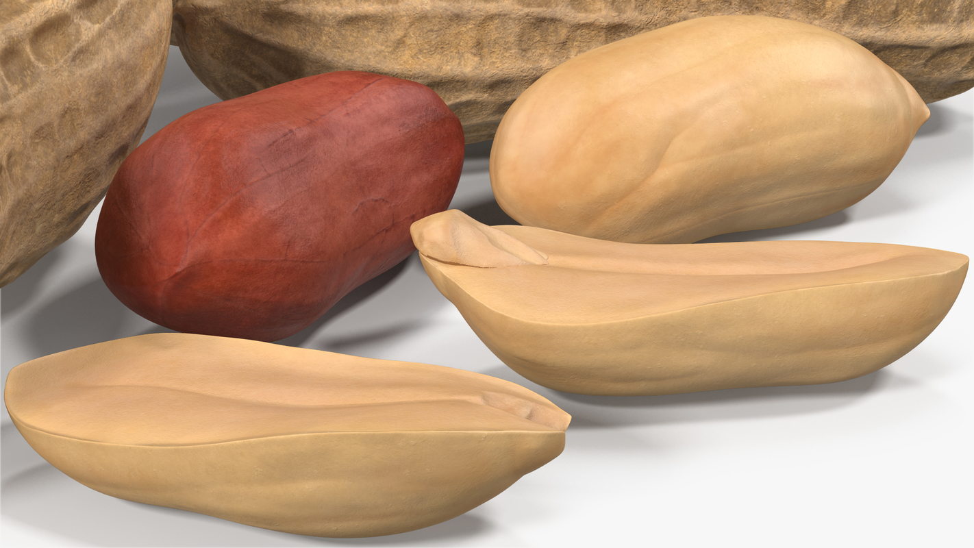 3D peanut seeds model - TurboSquid 1445249