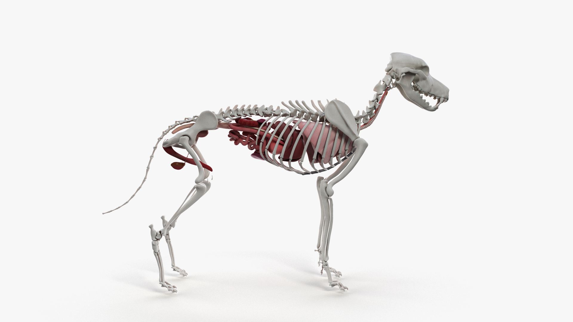 German shepherd anatomy 3D model - TurboSquid 1445554