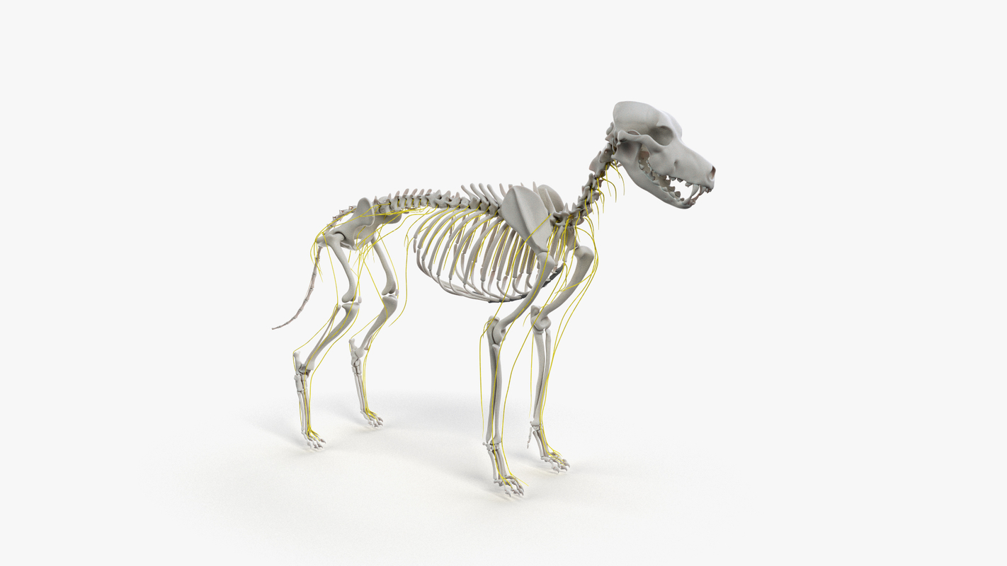 German shepherd anatomy 3D model - TurboSquid 1445554