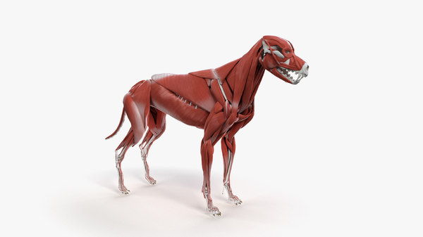 German shepherd anatomy 3D model - TurboSquid 1445554