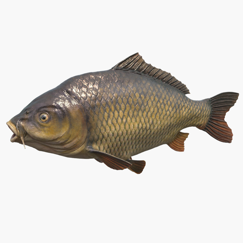Carp fish fins 3D model - TurboSquid 1445484
