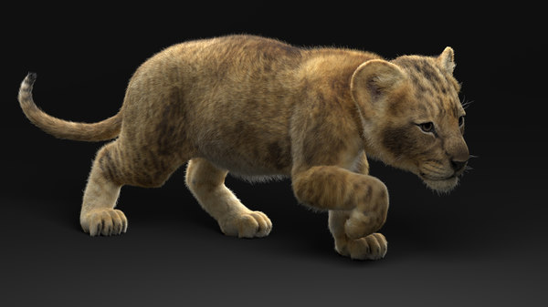 3D realistic rigged lion cub - TurboSquid 1445552