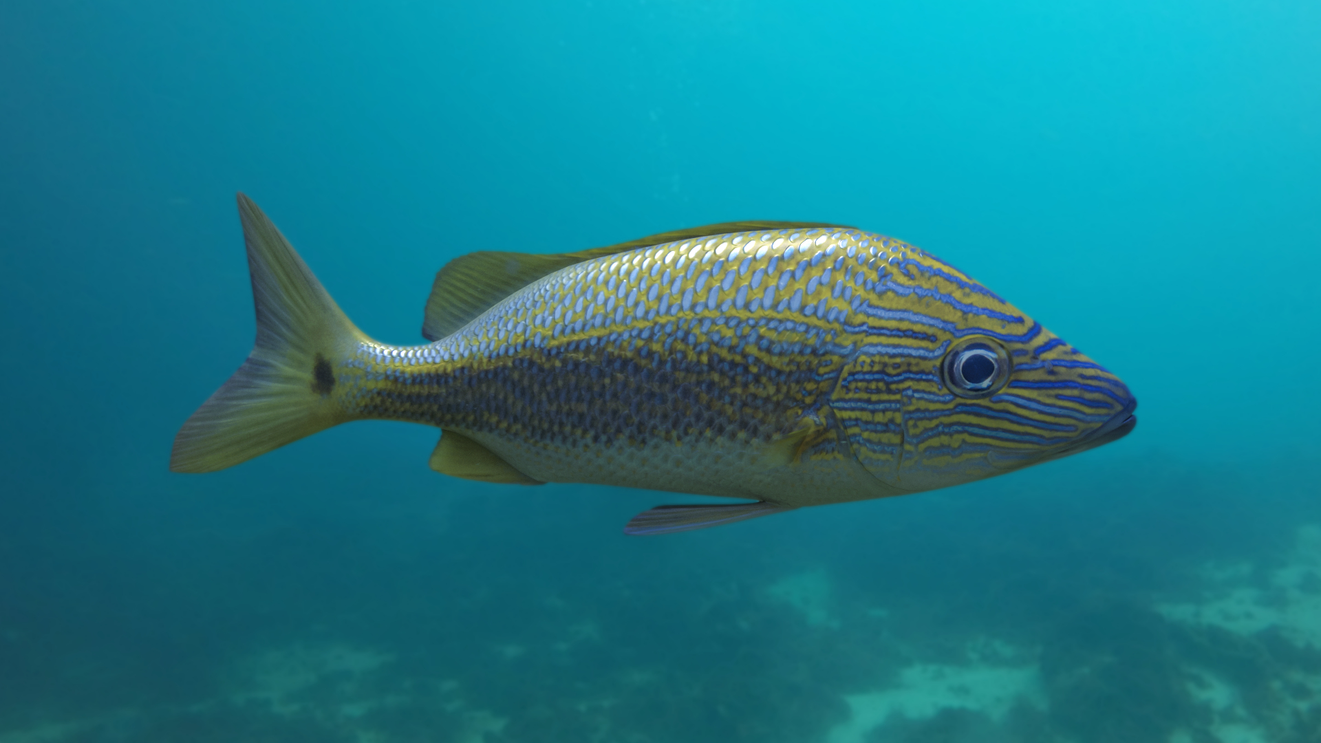 3D model caesar grunt - TurboSquid 1445666