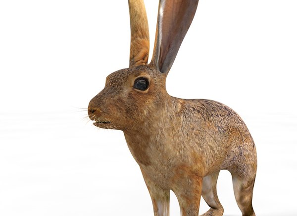 3D Hare Models | TurboSquid