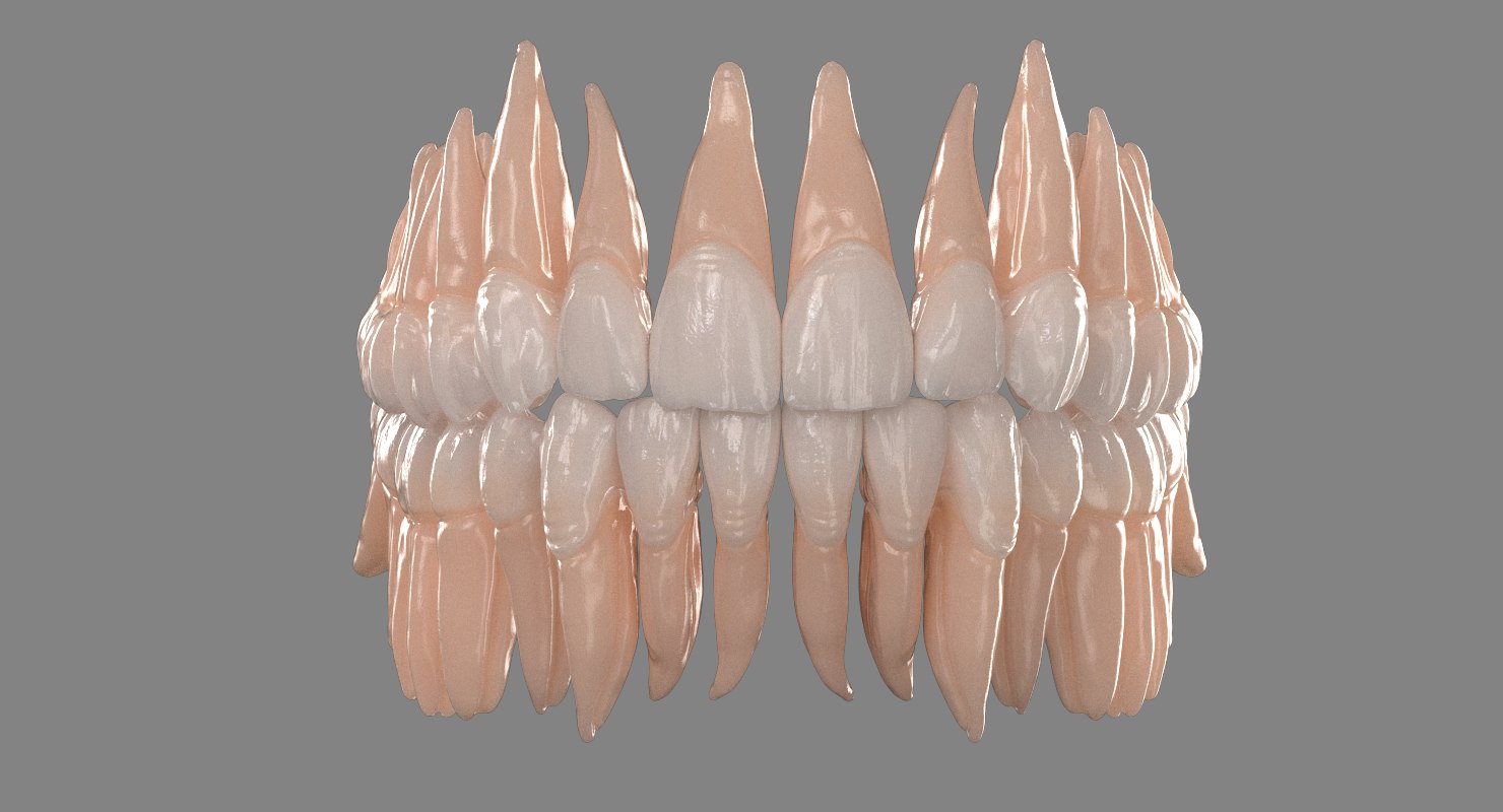 Zähne bleibendes Gebiss 3D-Modell - TurboSquid 1445854