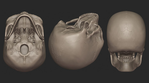 modelo 3d Cráneo Humano High Poly - TurboSquid 1445847