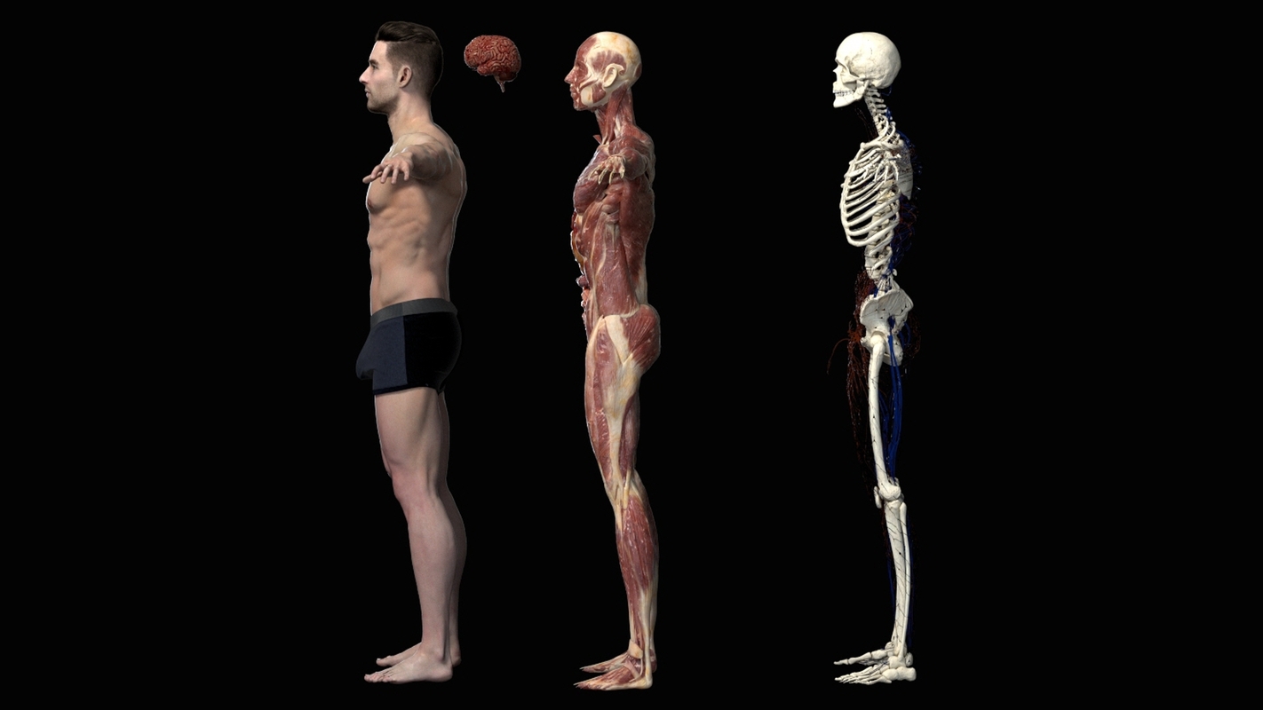 3D model realistic organs rigged - TurboSquid 1421763