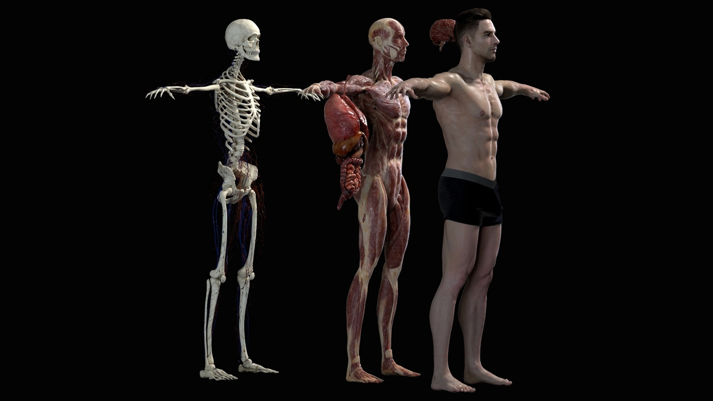 3D model realistic organs rigged - TurboSquid 1421763