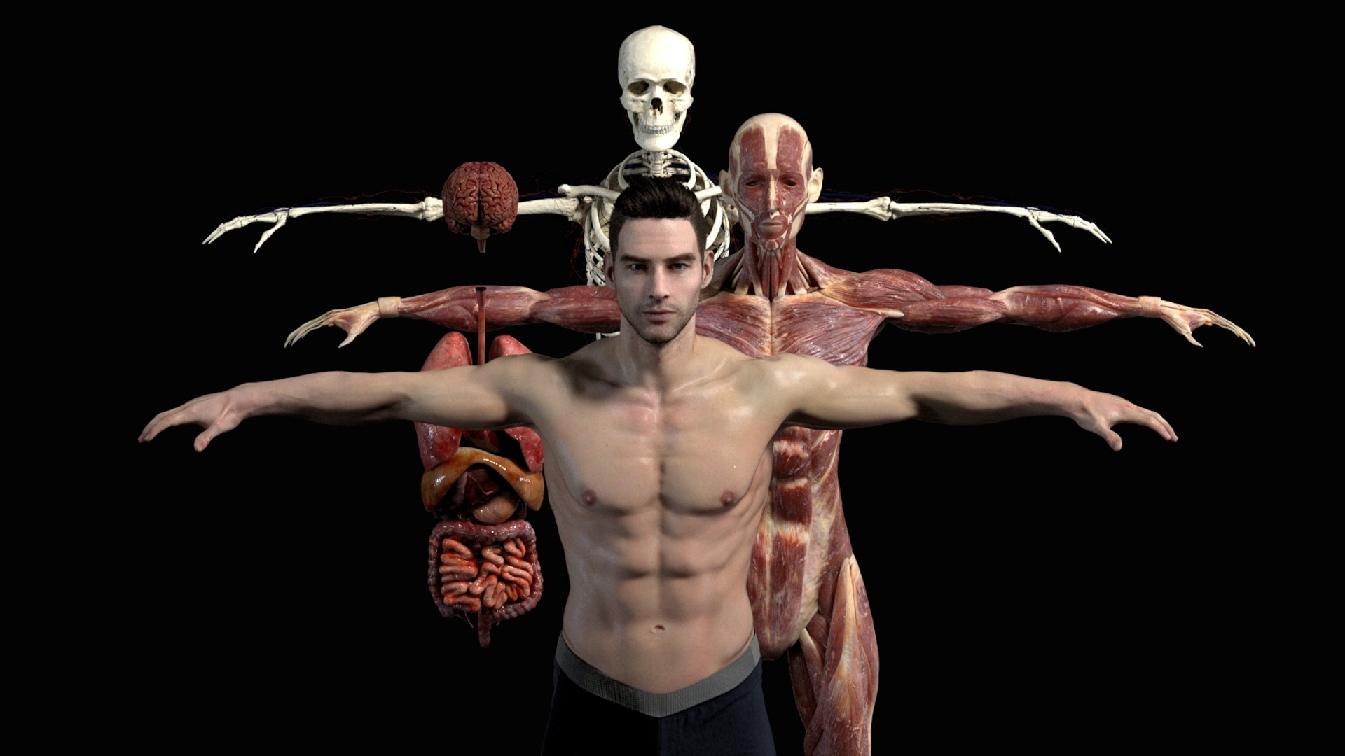 3D model realistic organs rigged - TurboSquid 1421763