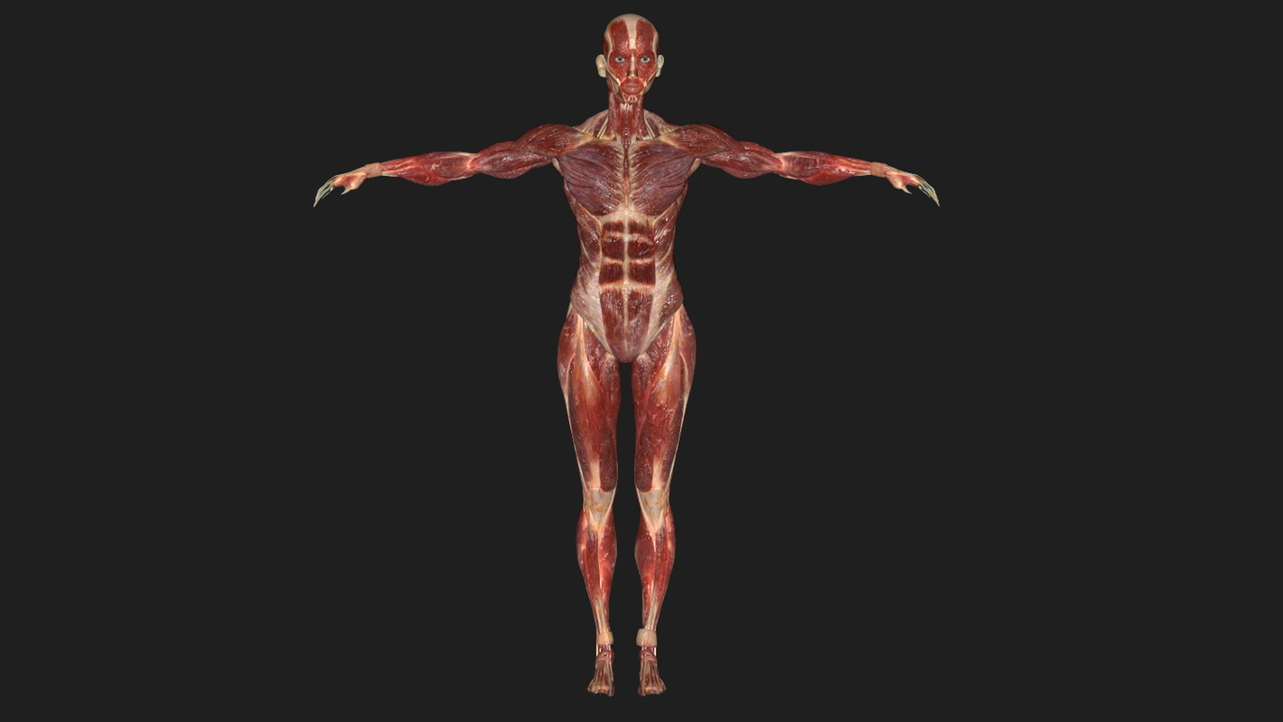 3D model realistic organs rigged - TurboSquid 1421763