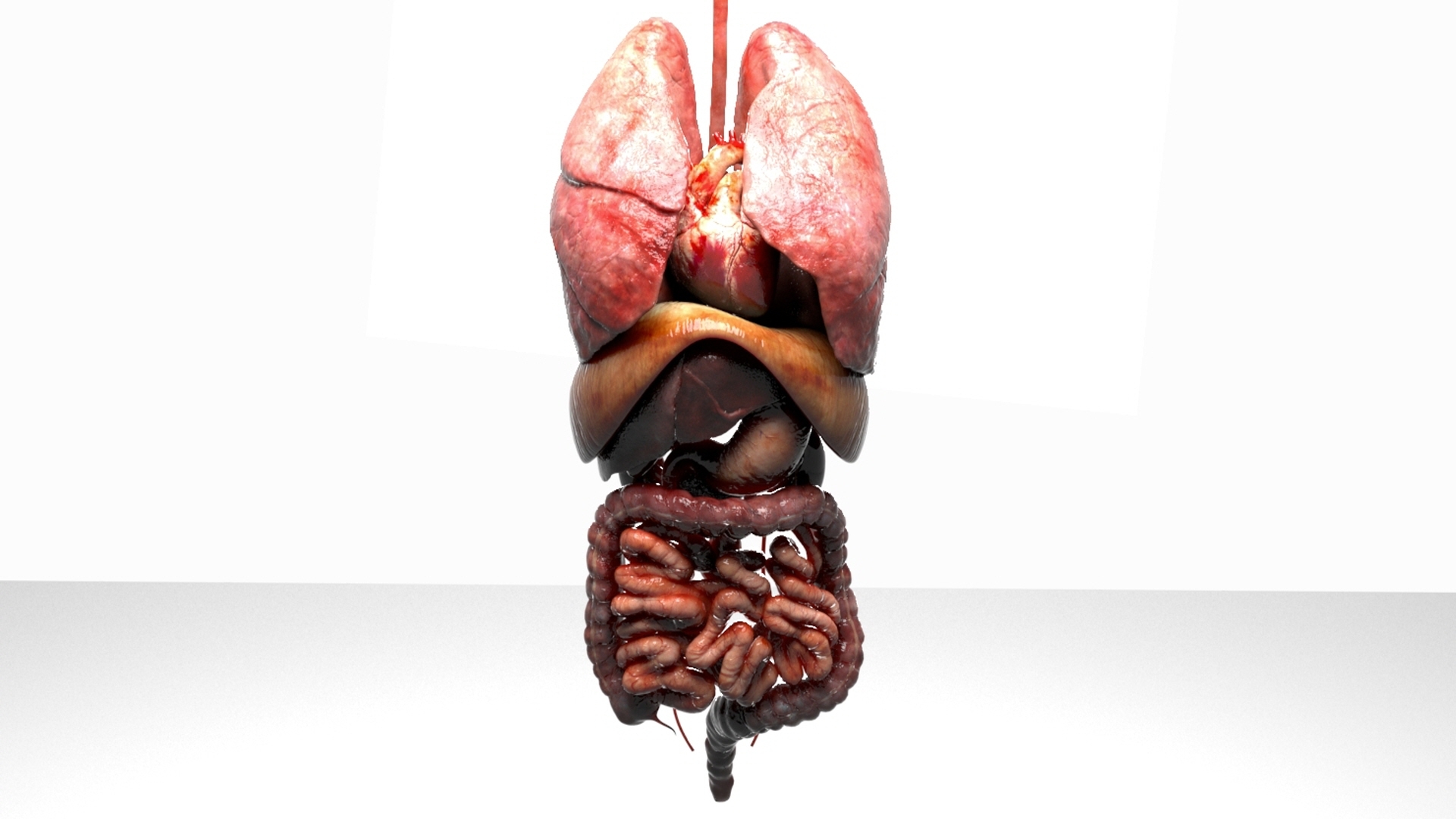 3D model realistic organs rigged - TurboSquid 1421763