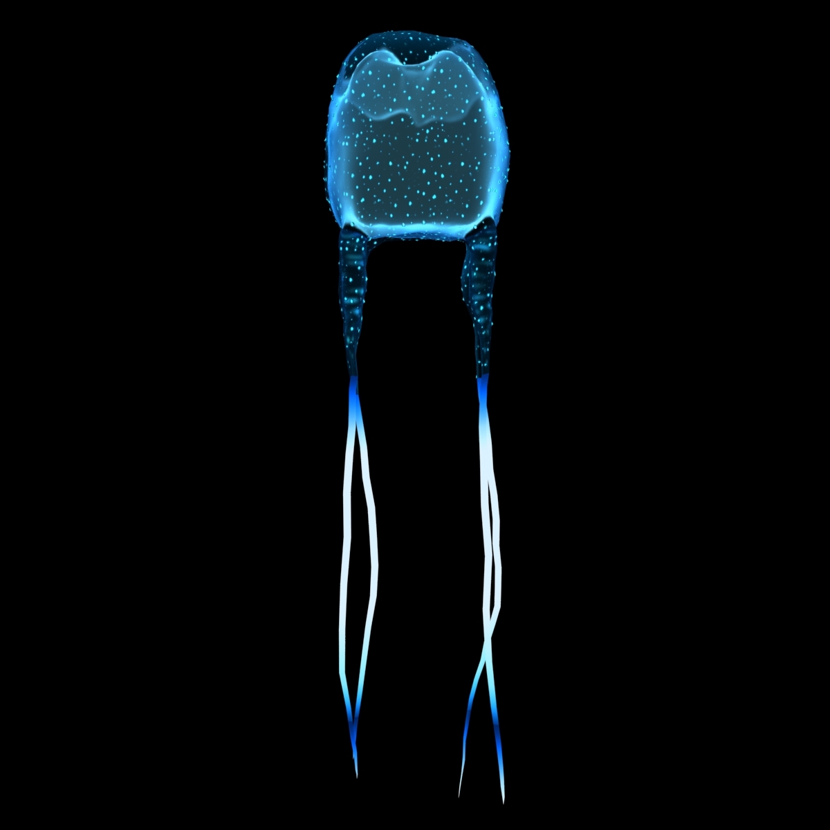 상자 해파리 (Cubozoa) 3D 모델 - TurboSquid 1446434