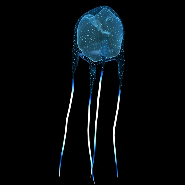 Água-viva caixa (Cubozoa) Modelo 3D - TurboSquid 1446434