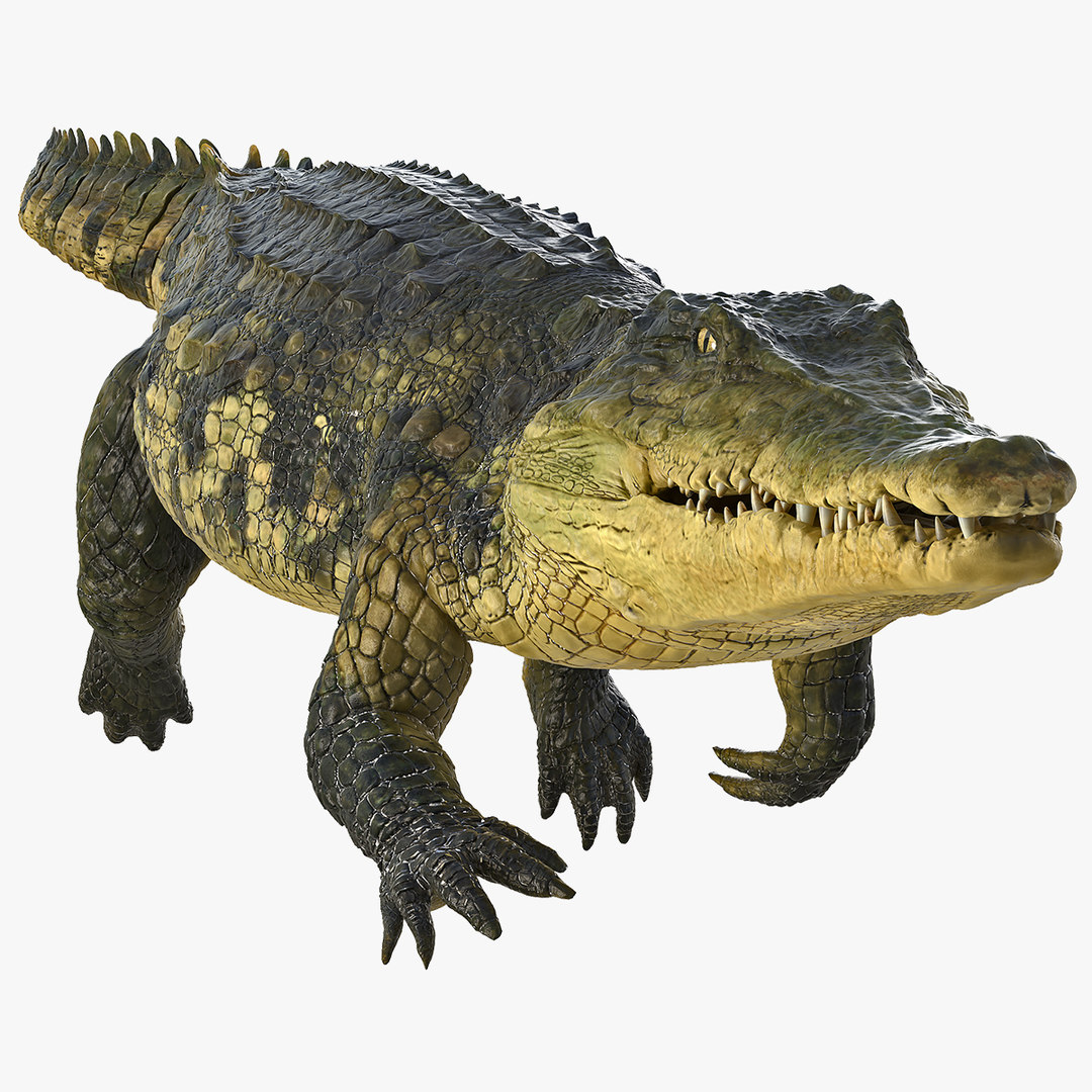 Animated Crocodile Swiming Rigged 3D-Modell - TurboSquid 1447339
