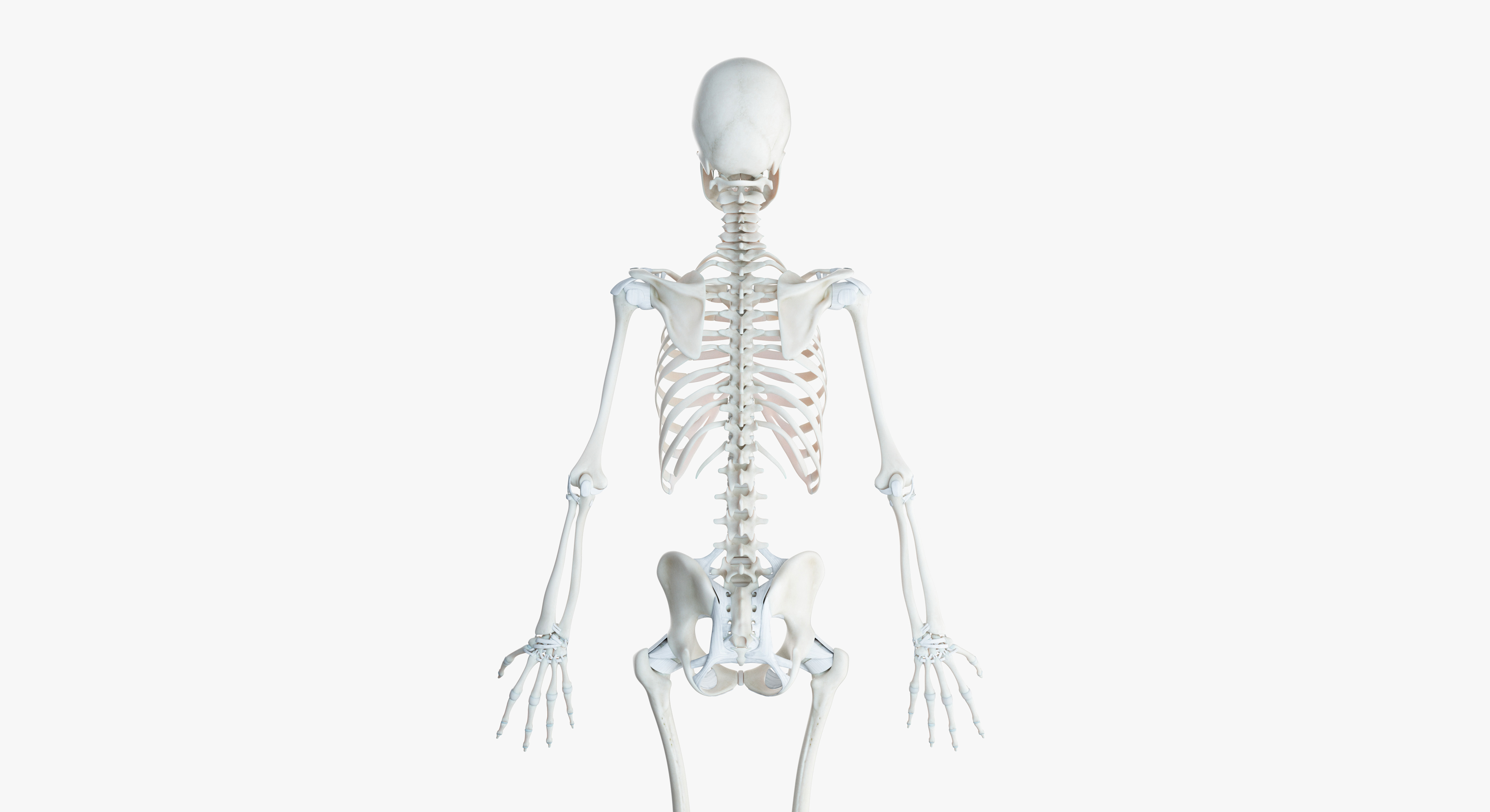 skin-elder-female-skeleton-model-turbosquid-1447713