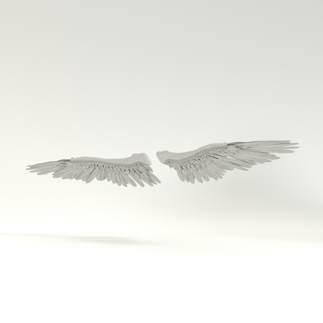 3d fully rigged bird wings