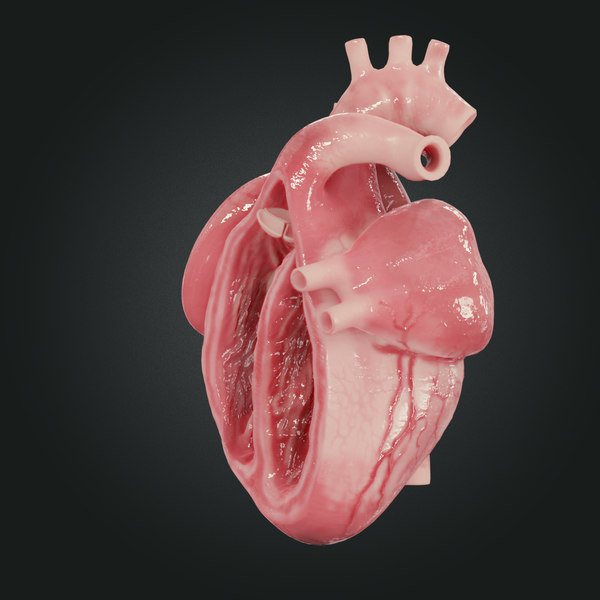 Realistyczne ludzkie serce Model 3D - TurboSquid 1448096