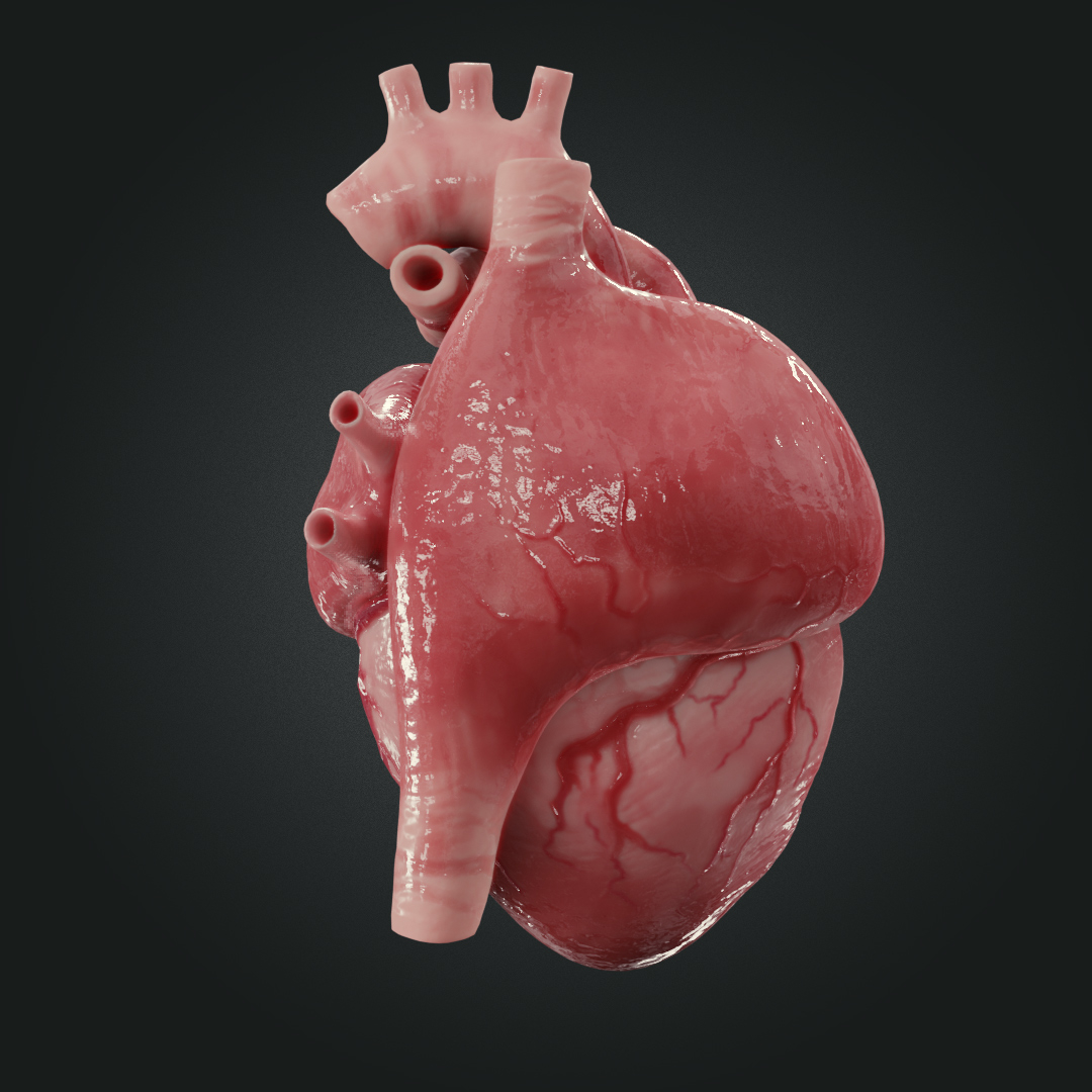Realistyczne ludzkie serce Model 3D - TurboSquid 1448096