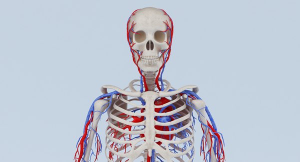 skeleton circulatory obj
