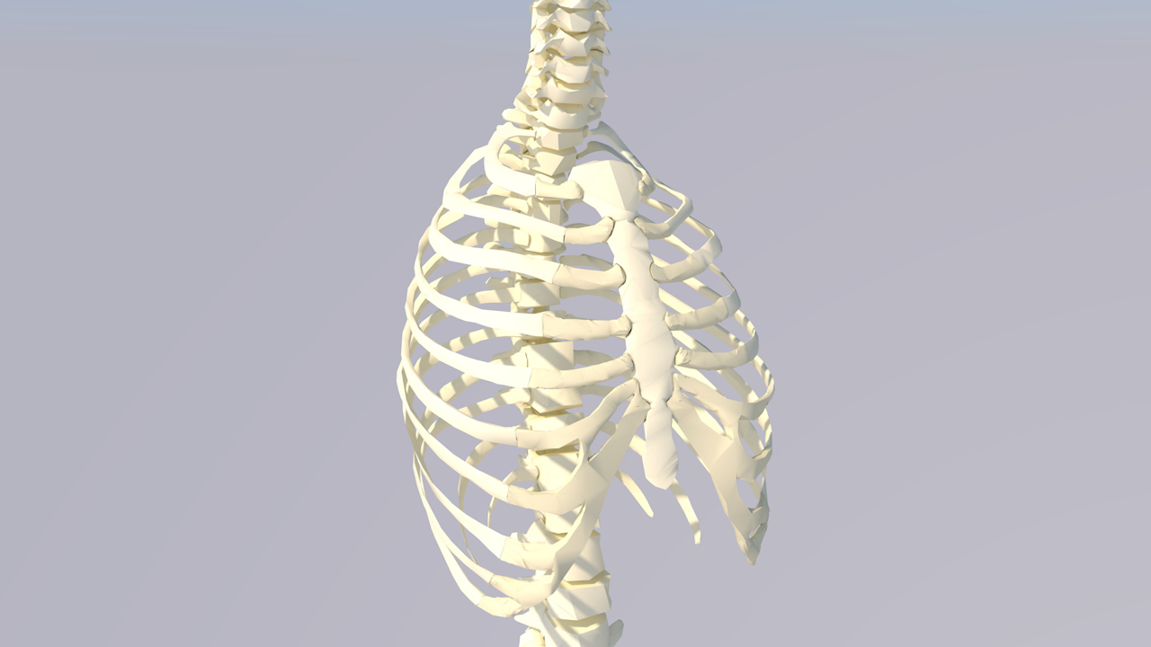 Anatomia do Osso do Tórax Modelo 3D - TurboSquid 1448558