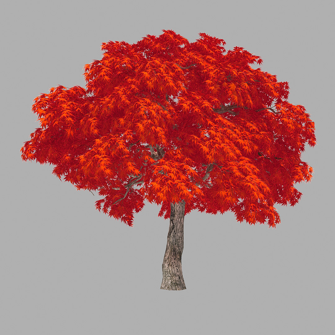 3D forest - red maple model - TurboSquid 1449176