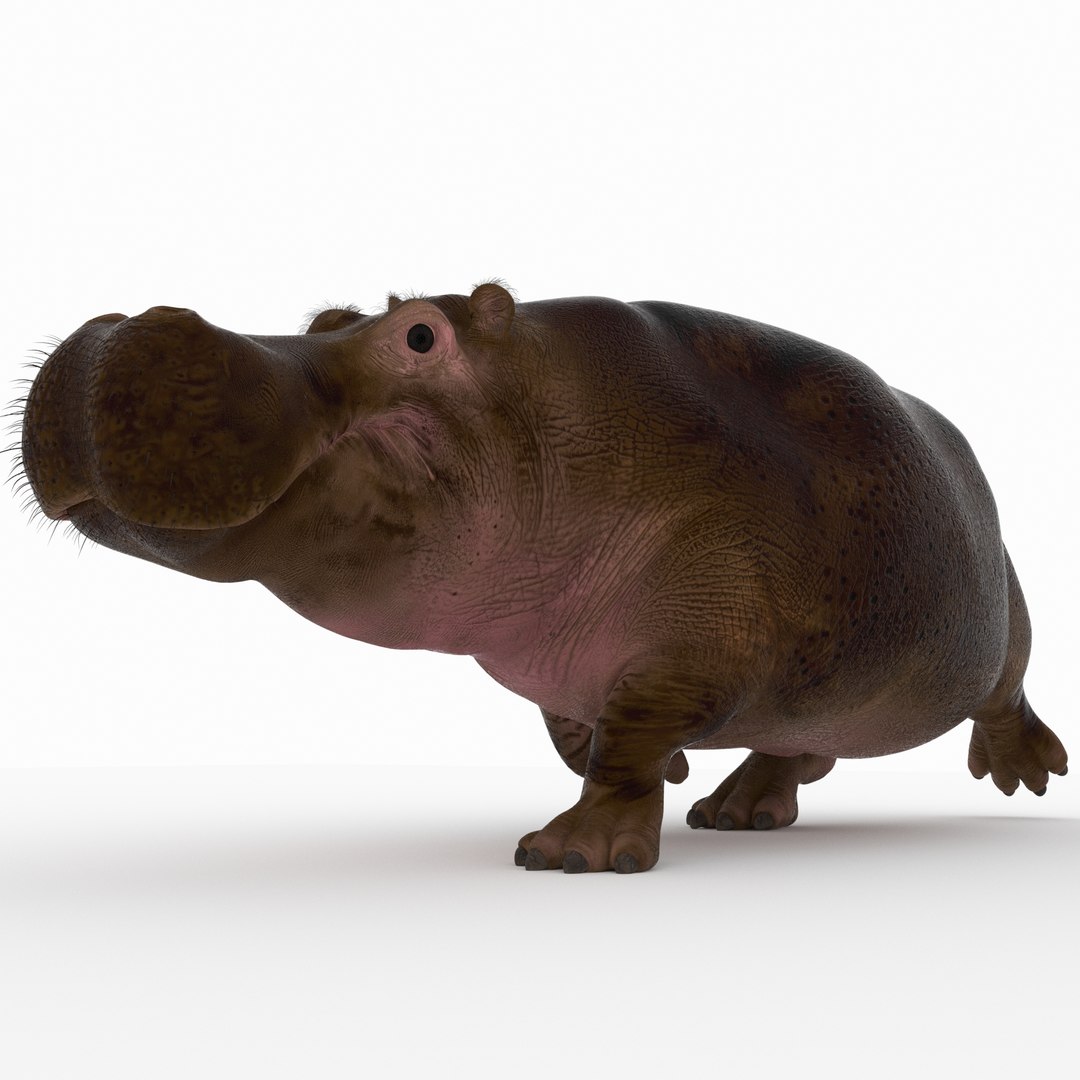 modelo 3d Hipopótamo - TurboSquid 1449850