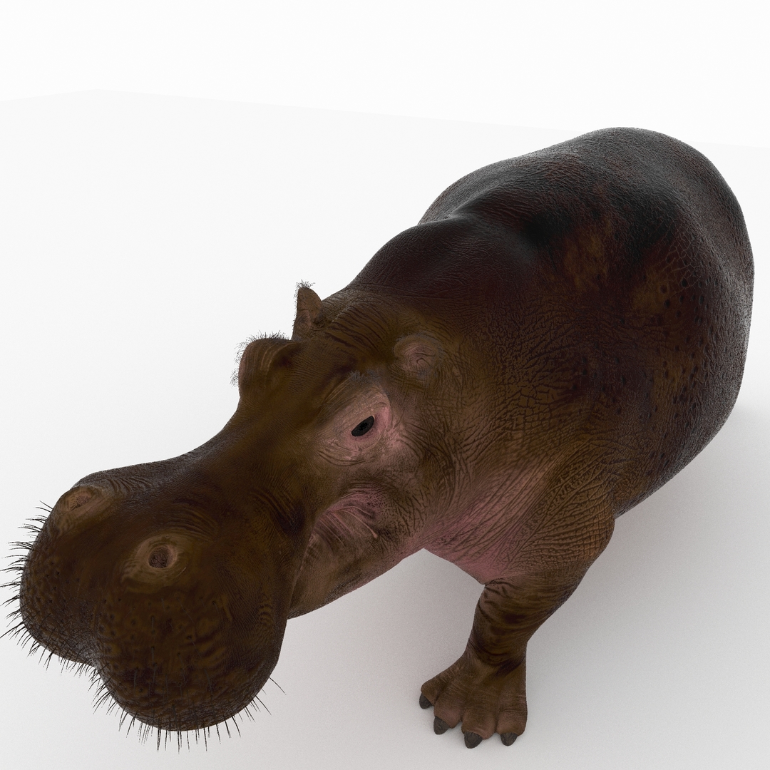 modelo 3d Hipopótamo - TurboSquid 1449850