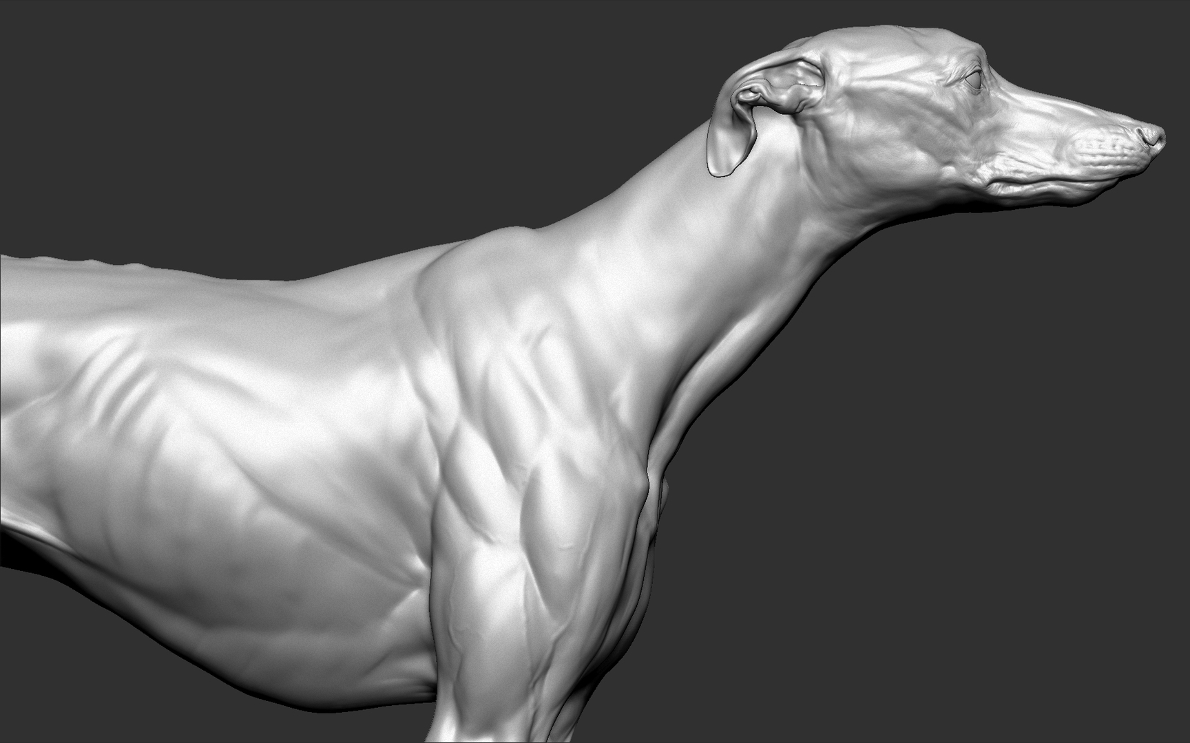 3D greyhound dog vfx zbrush model - TurboSquid 1450126