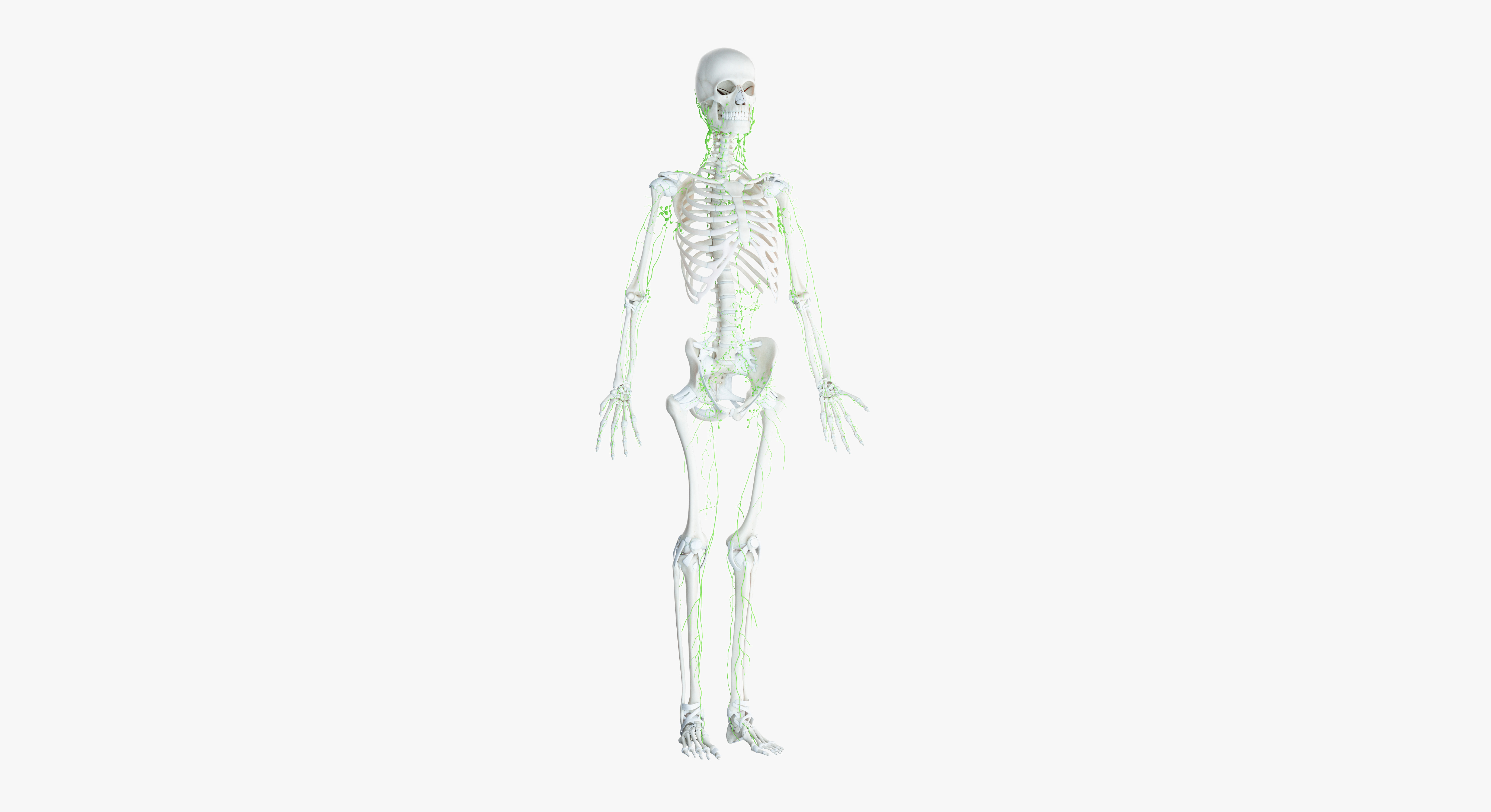 Skin elder female skeleton 3D model - TurboSquid 1450711