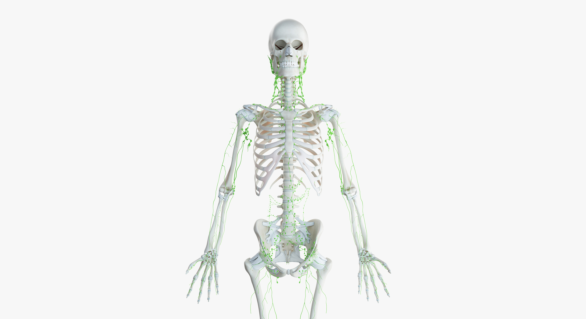 skin-elder-female-skeleton-3d-model-turbosquid-1450711