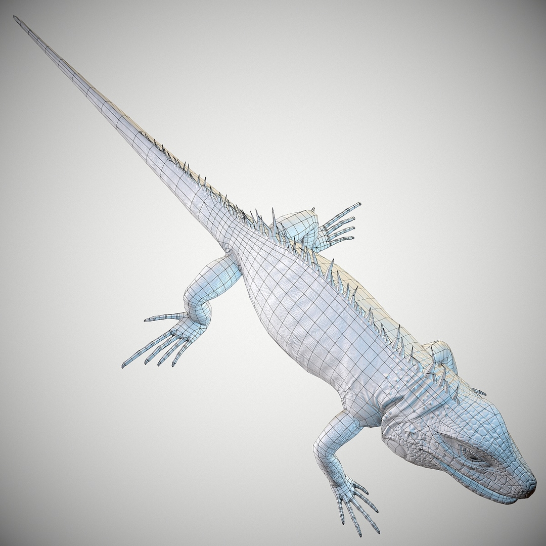 modelo 3d Iguana americana - TurboSquid 1450943