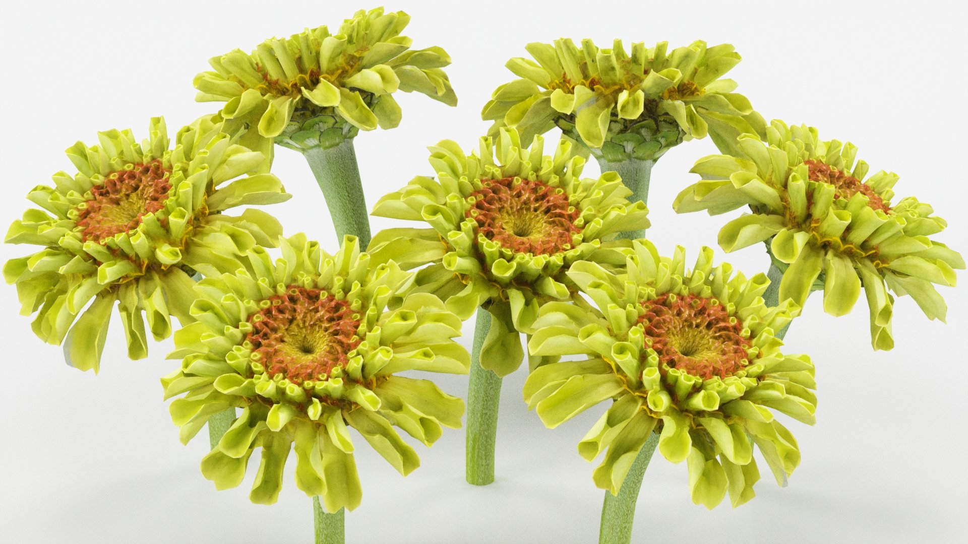 3D green elegant zinnia model - TurboSquid 1451633