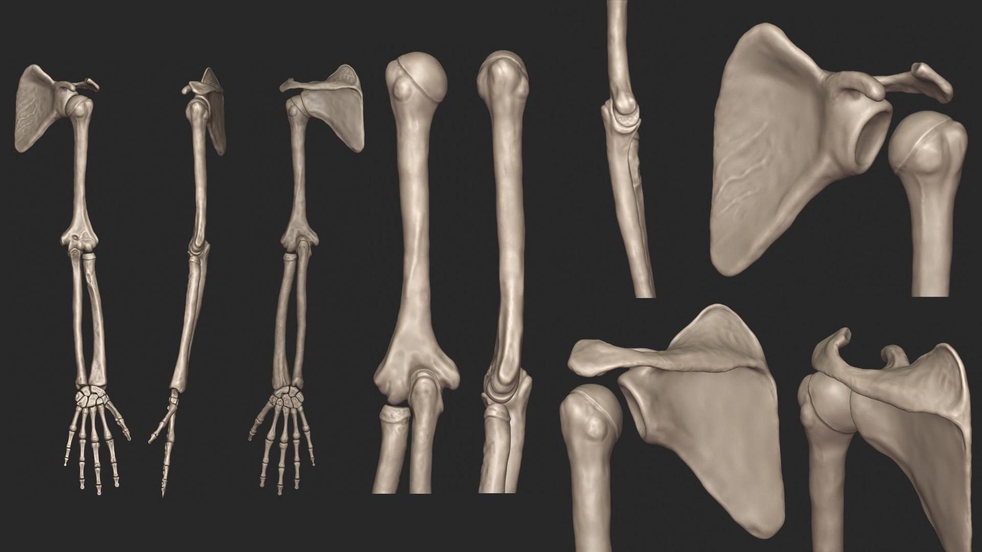 modelo 3d Huesos del brazo humano (modelo High Poly) - TurboSquid 1451974