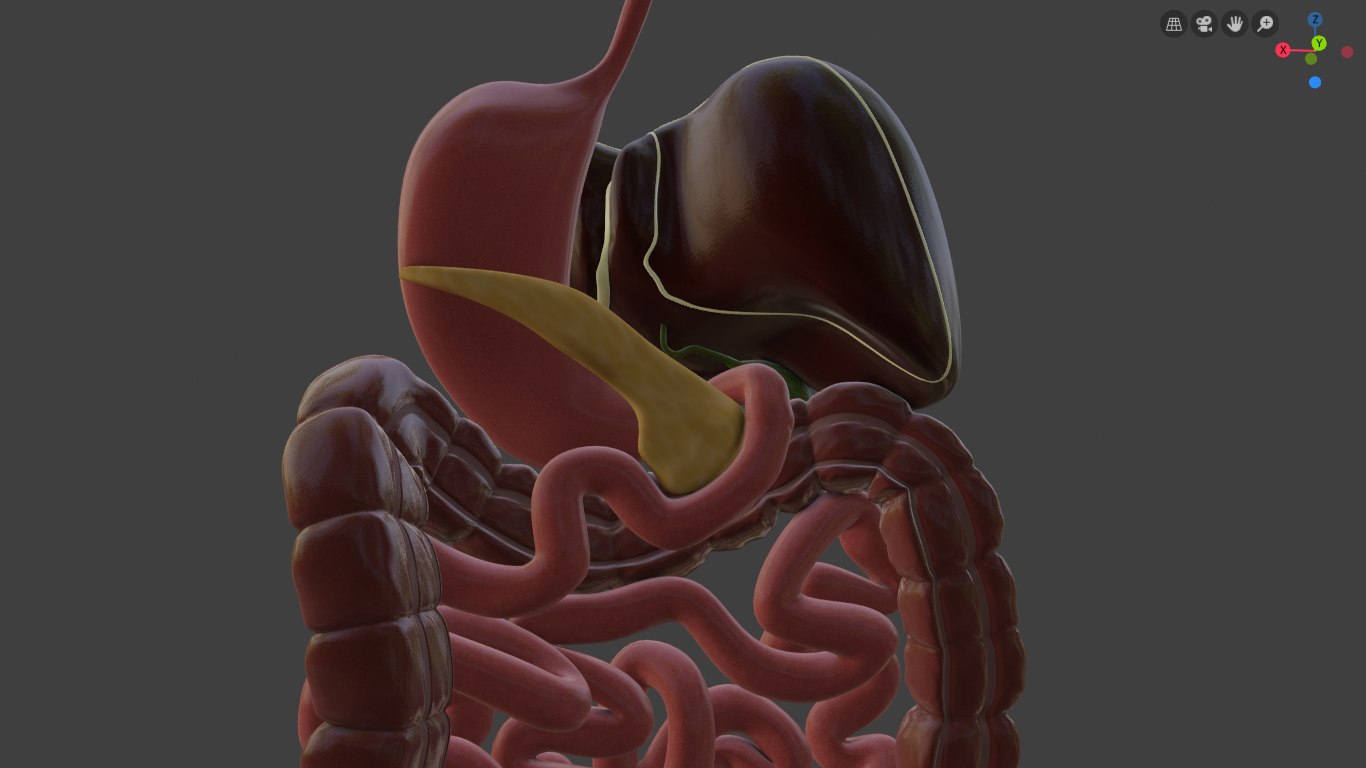 3D model digestive - TurboSquid 1394844