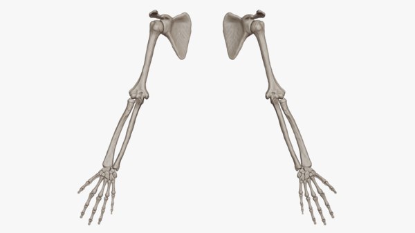 modelo 3d Huesos del brazo humano (modelo High Poly) - TurboSquid 1451974