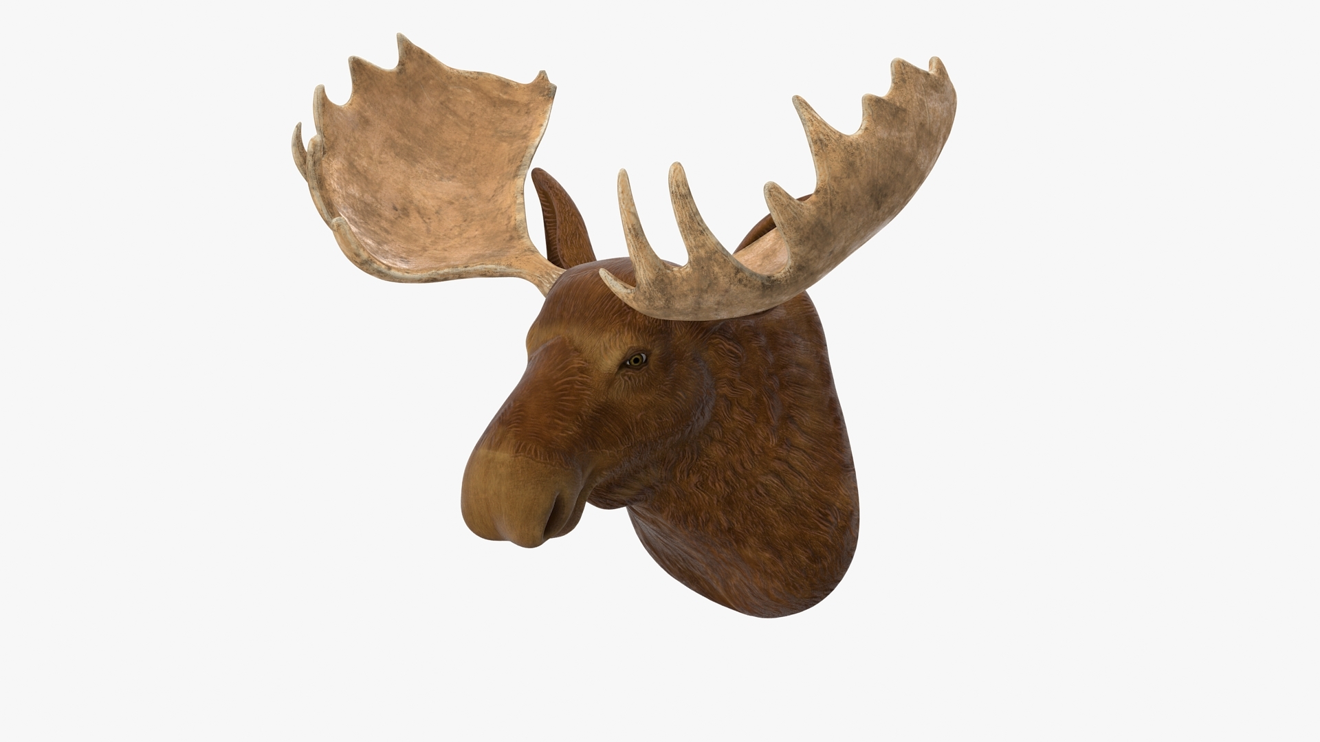 3D moose head trophy model - TurboSquid 1452164