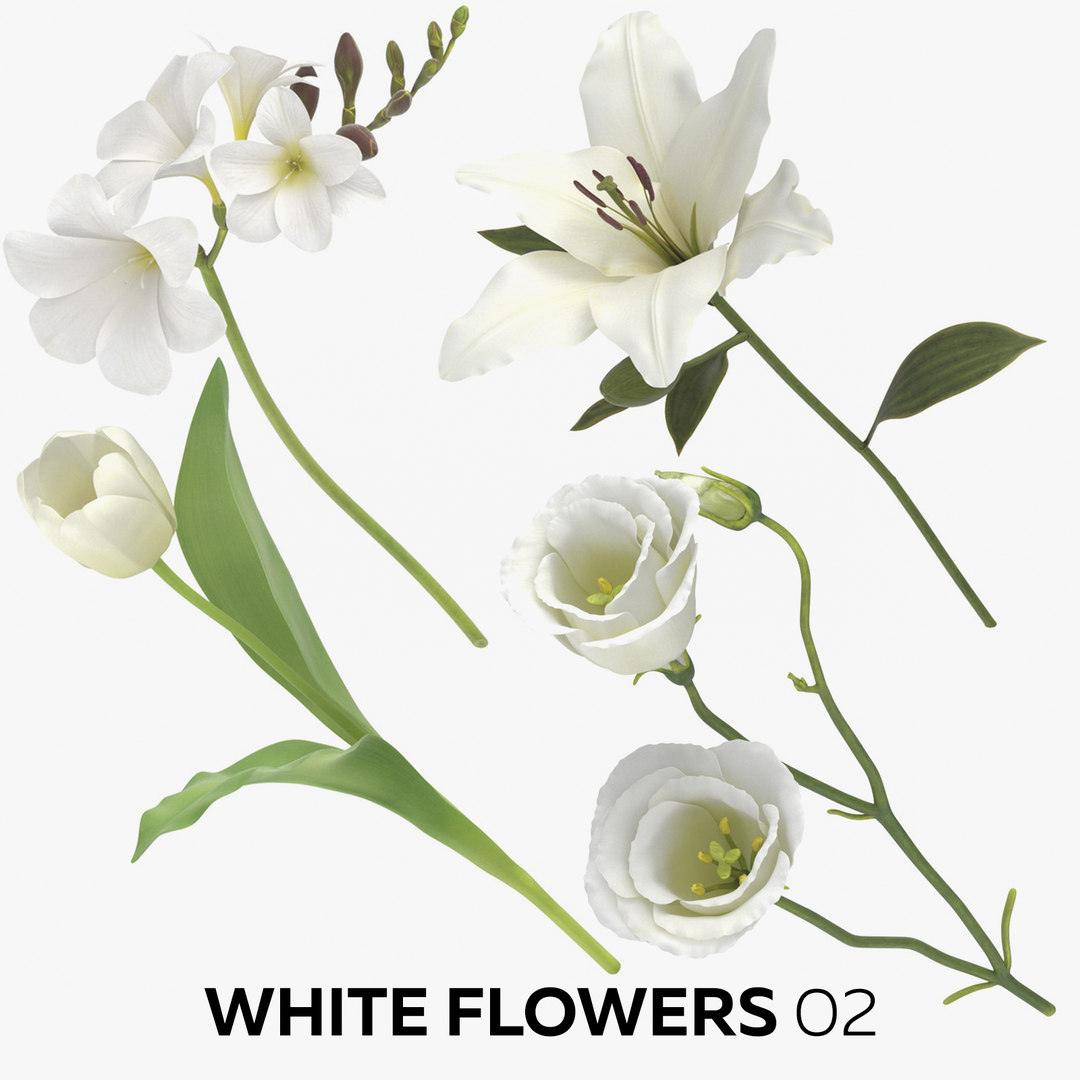 White flowers 02 3D model - TurboSquid 1452168
