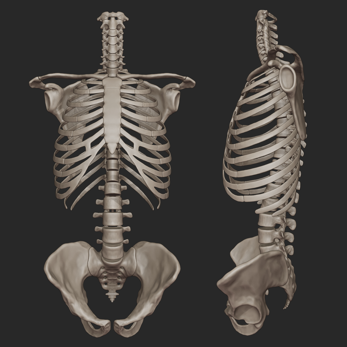 3D skeletal torso model - TurboSquid 1452319
