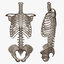 3D skeletal torso model - TurboSquid 1452319