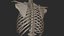 3D skeletal torso model - TurboSquid 1452319