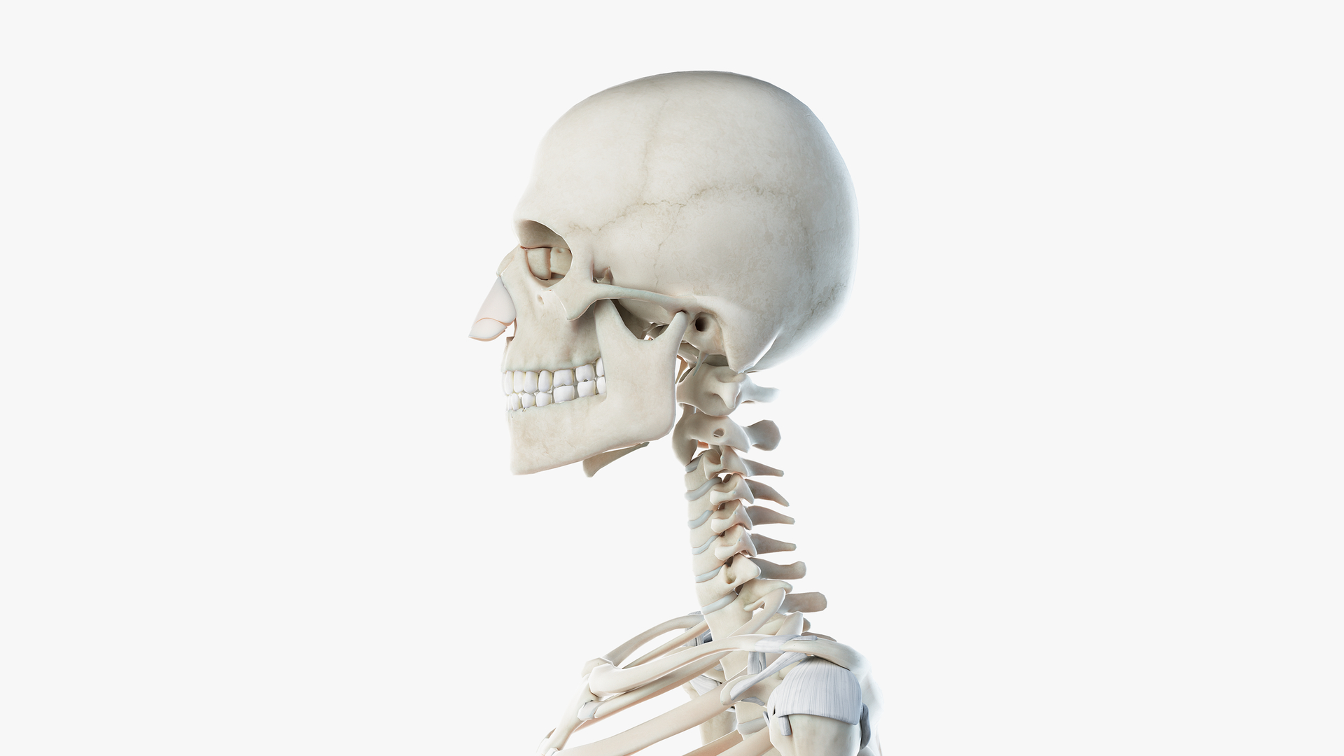 3D skin african male skeleton - TurboSquid 1455398