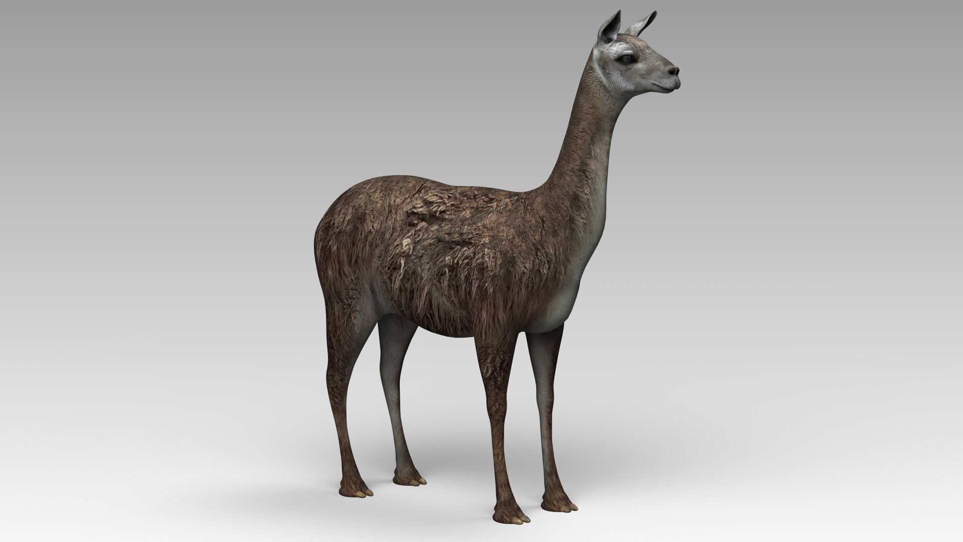 Llama lama 3D model - TurboSquid 1452987