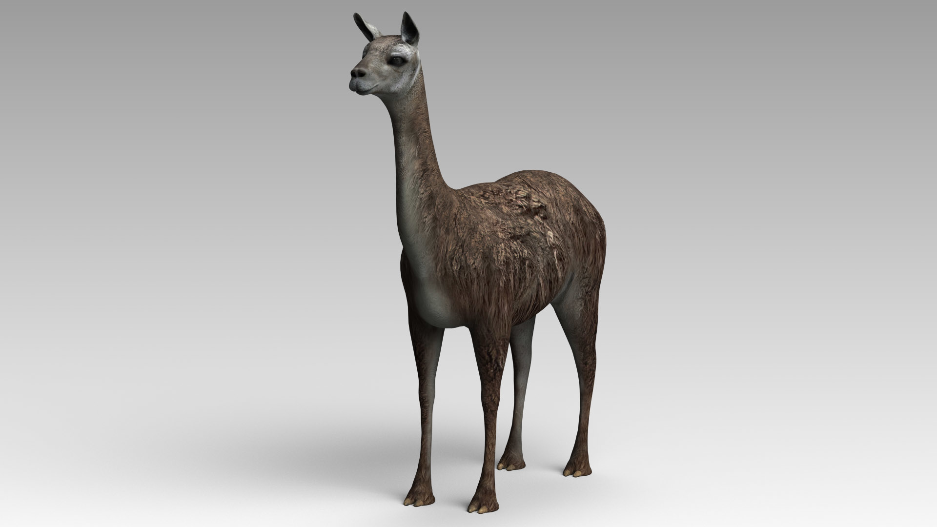 Llama lama 3D model - TurboSquid 1452987