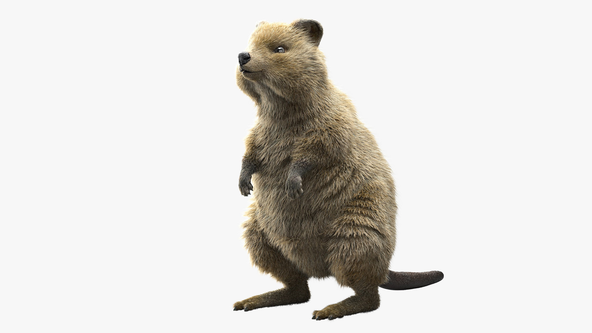3D quokka ornatrix ephere model - TurboSquid 1453620