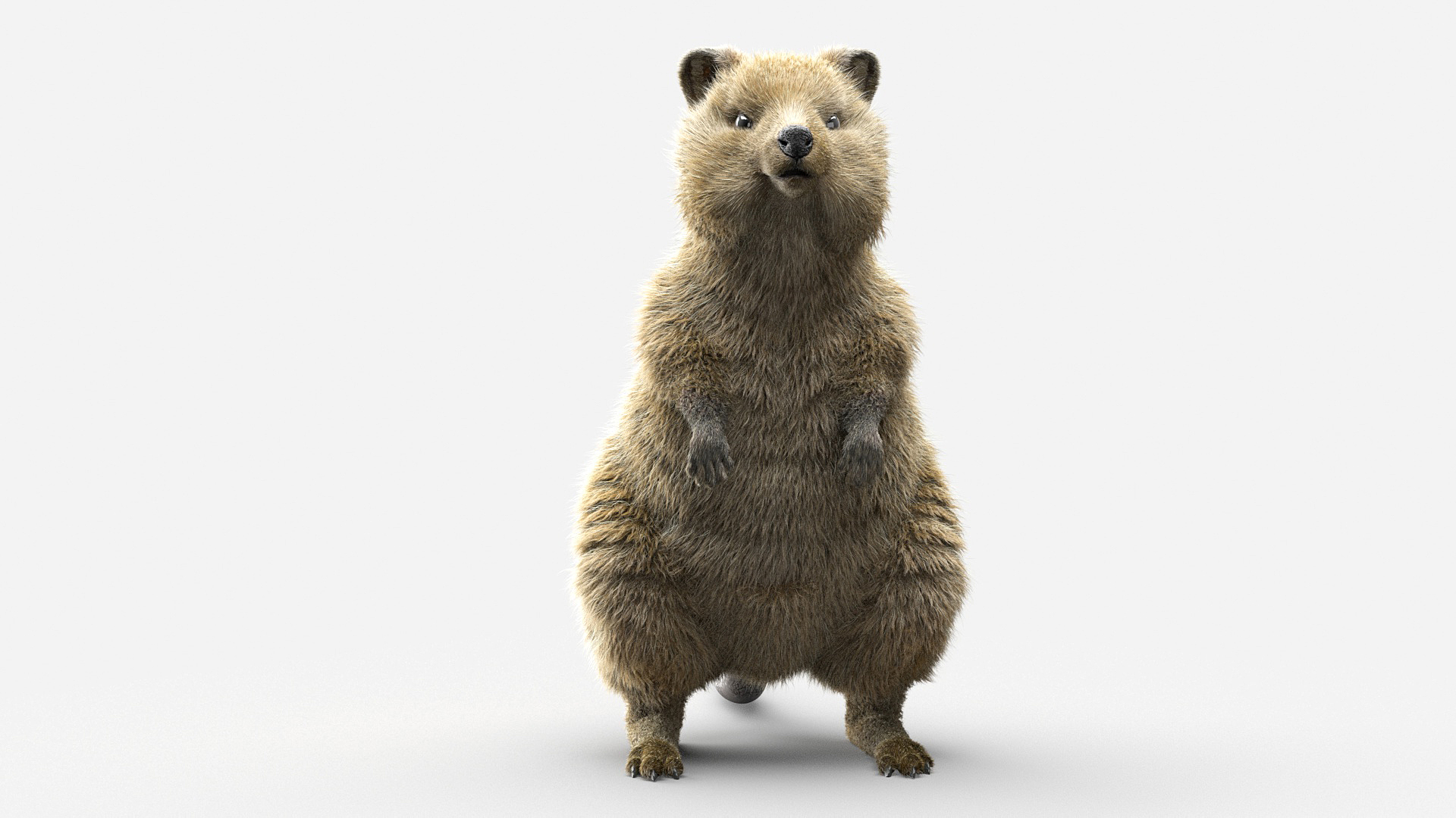 3D quokka ornatrix ephere model - TurboSquid 1453620