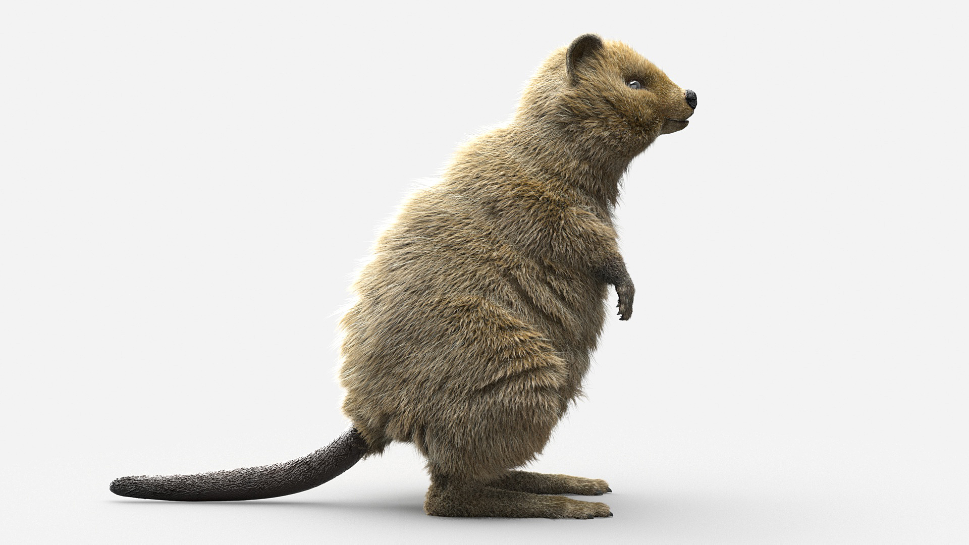 3D quokka ornatrix ephere model - TurboSquid 1453620