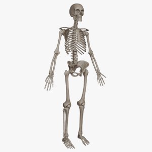 Human Skeleton Blender Models for Download | TurboSquid