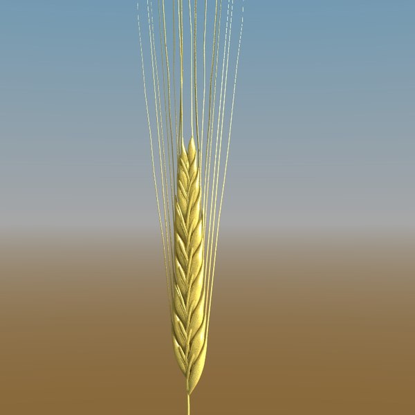 Grains wheat oat 3D model - TurboSquid 1453816
